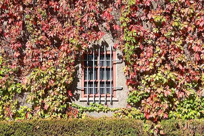 Window With Iron Fence With Parthenocissus Photography Backdrop ...